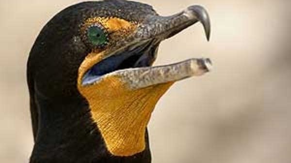 Waconia mayor on cormorant management legislation | MPR News