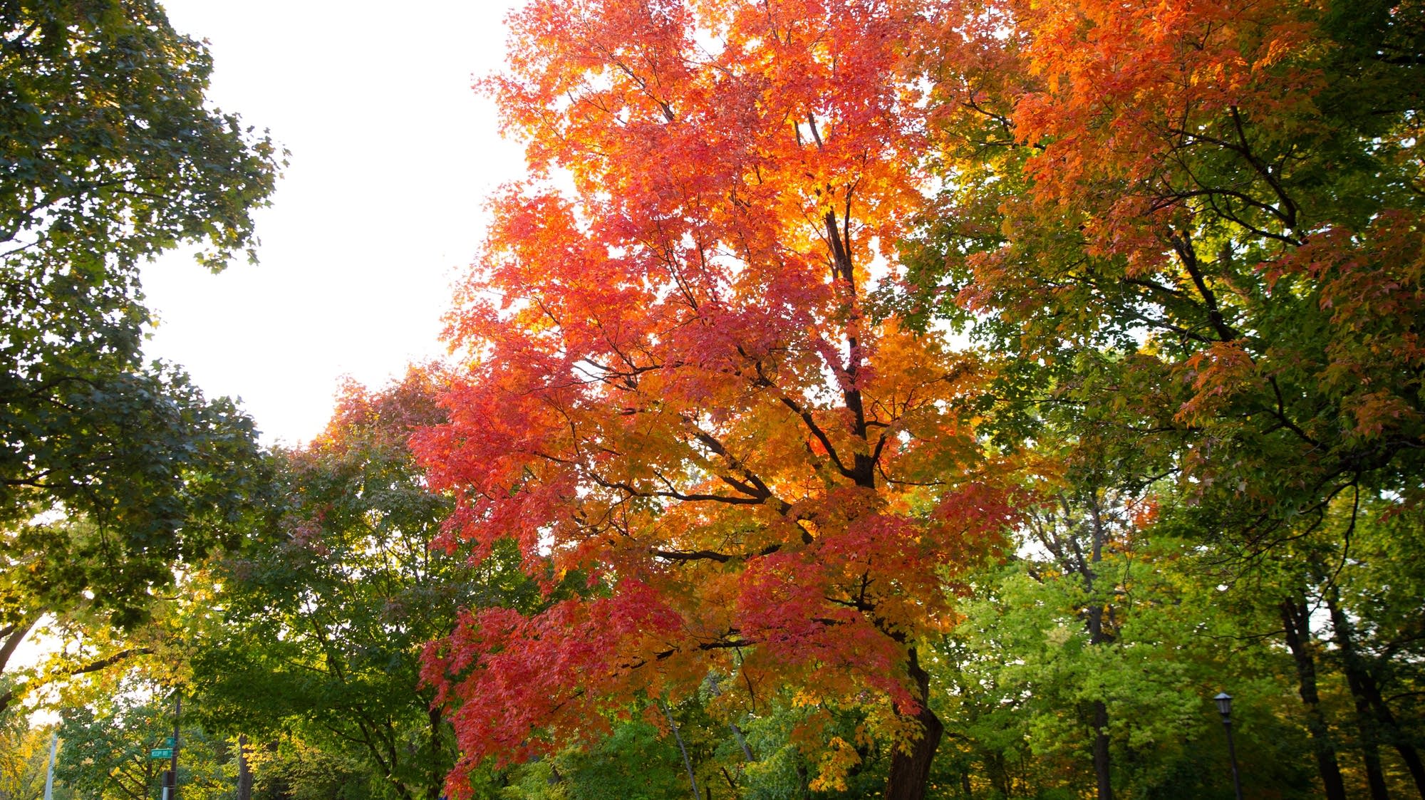 For much of Minnesota, fall begins sunny and 70+ degrees | MPR News