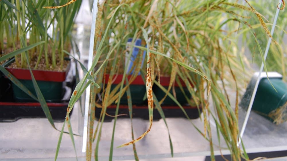 Gene technology a 'game changer' in fight against wheat disease | MPR News