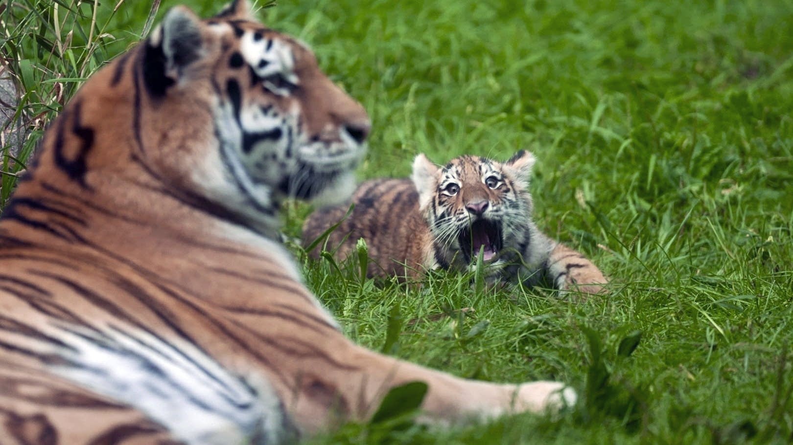Two rare tiger cubs debut at Minnesota Zoo | MPR News