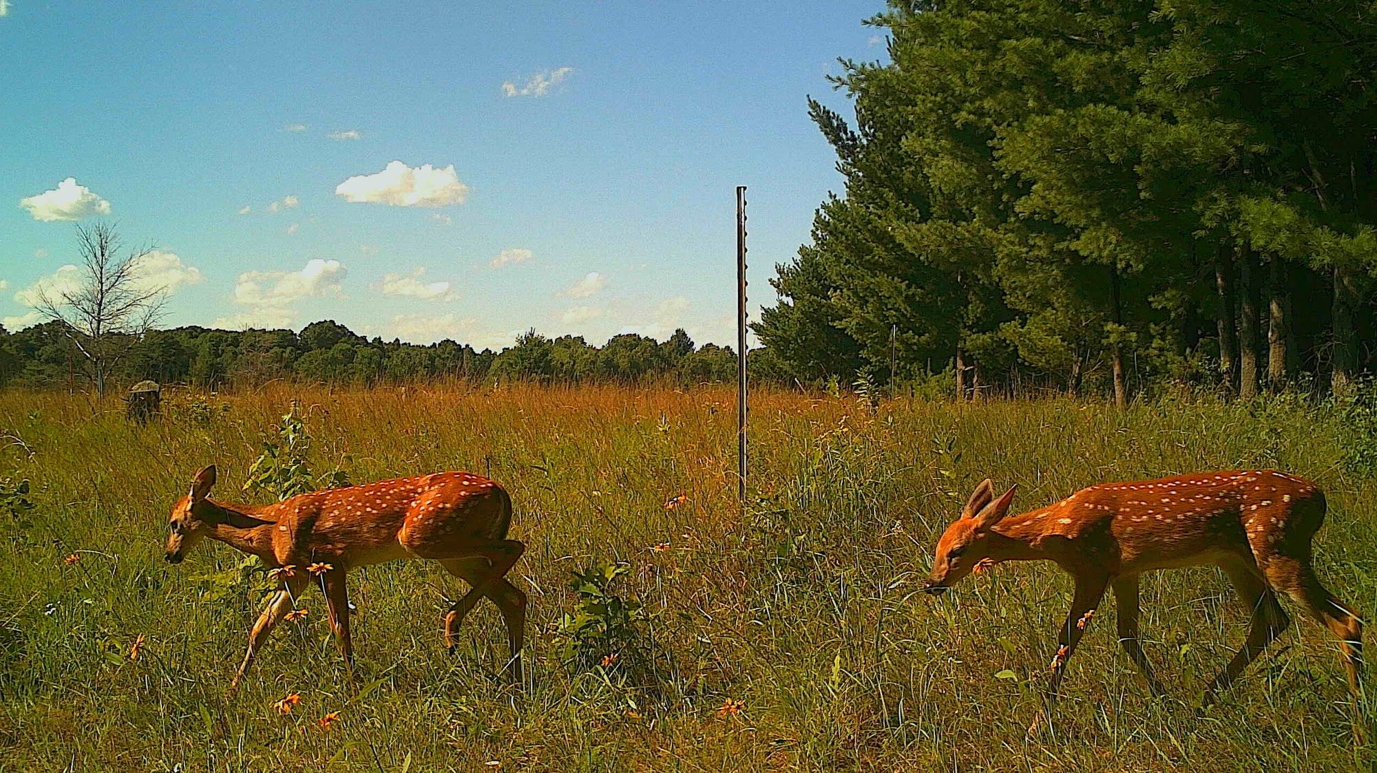 Coyote? Weasel? University of Minnesota researchers seek help ...