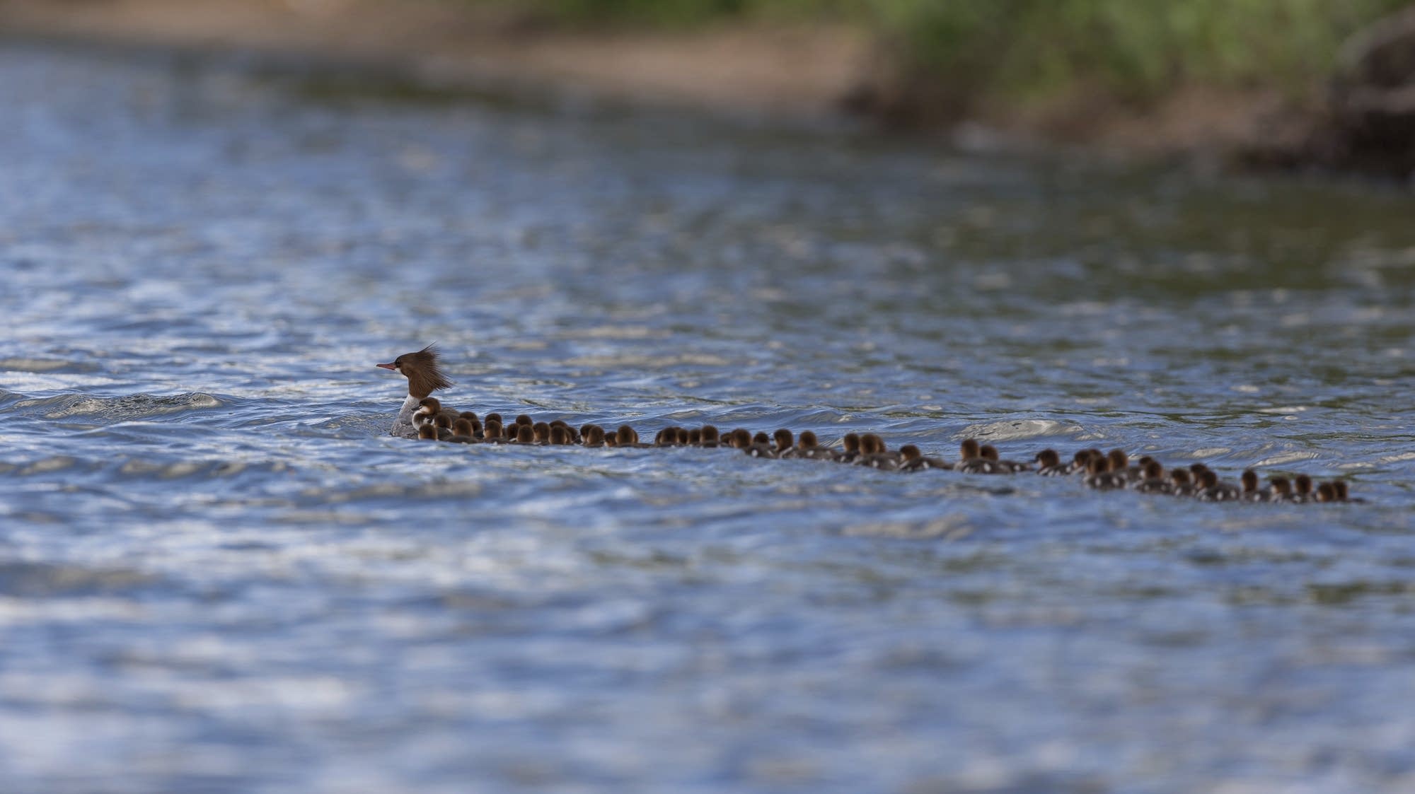 Make way for ducklings! Minnesota photographer gets rare shot | MPR News