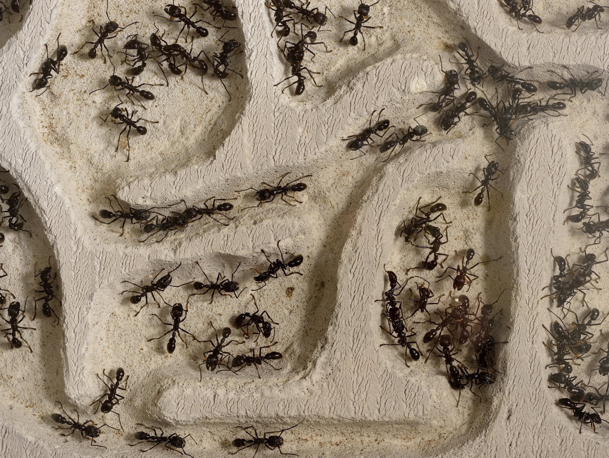 Ants: Who's in charge here? | Brains on! A podcast for kids & curious ...