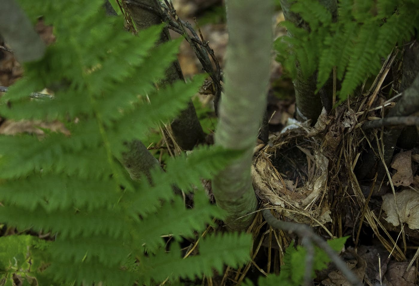 In northern Minnesota, tracking songbirds to help them thrive in a ...