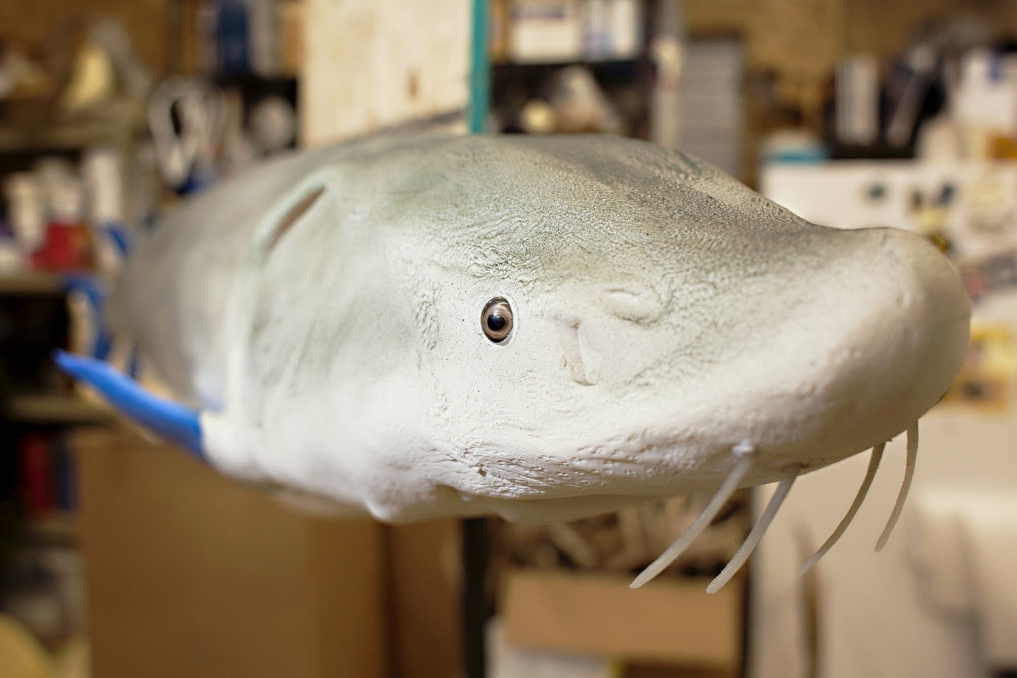 Best Minnesota fish story ever? The monster sturgeon of Lake Lida | MPR ...