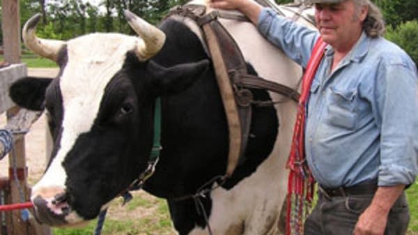 Farewell to a famous ox | MPR News