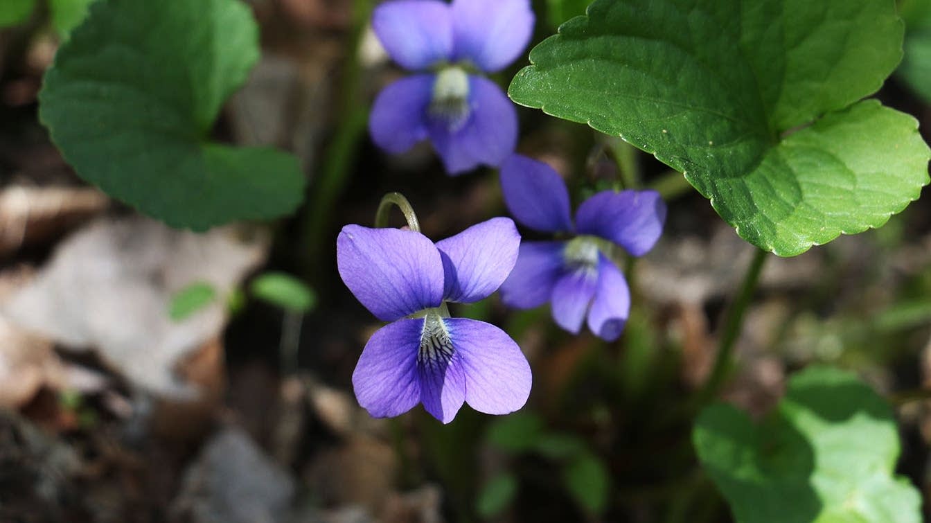 YourClassical Story: Elizabeth connected with Mozart's 'Das Veilchen ...