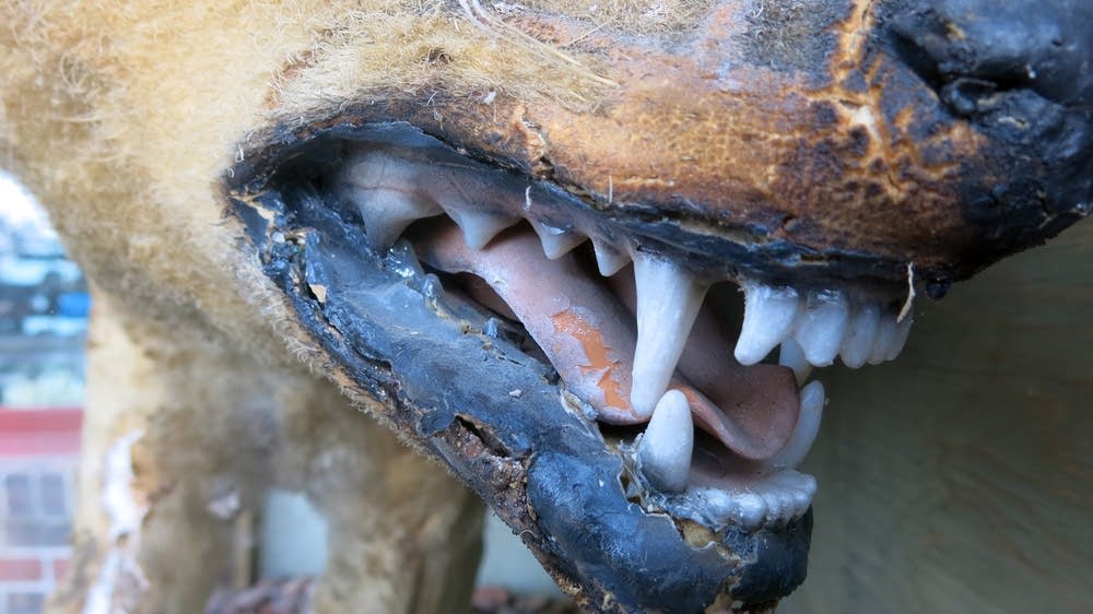 Requiem for Lobo, the misunderstood killer wolf of Bemidji | MPR News