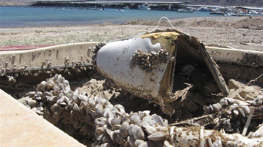 Western states seek help fighting mussel scourge | MPR News