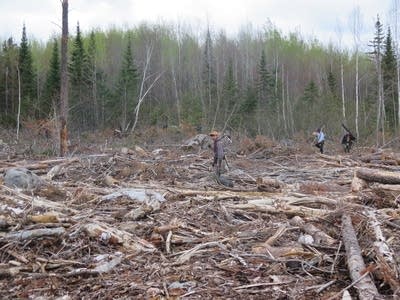 In NE Minnesota, a 'test kitchen' for saving northern forests | MPR News