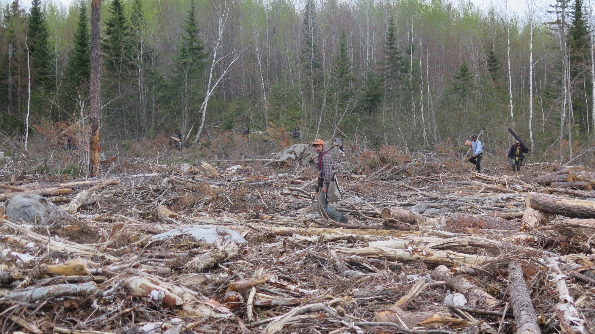 In NE Minnesota, a 'test kitchen' for saving northern forests | MPR News