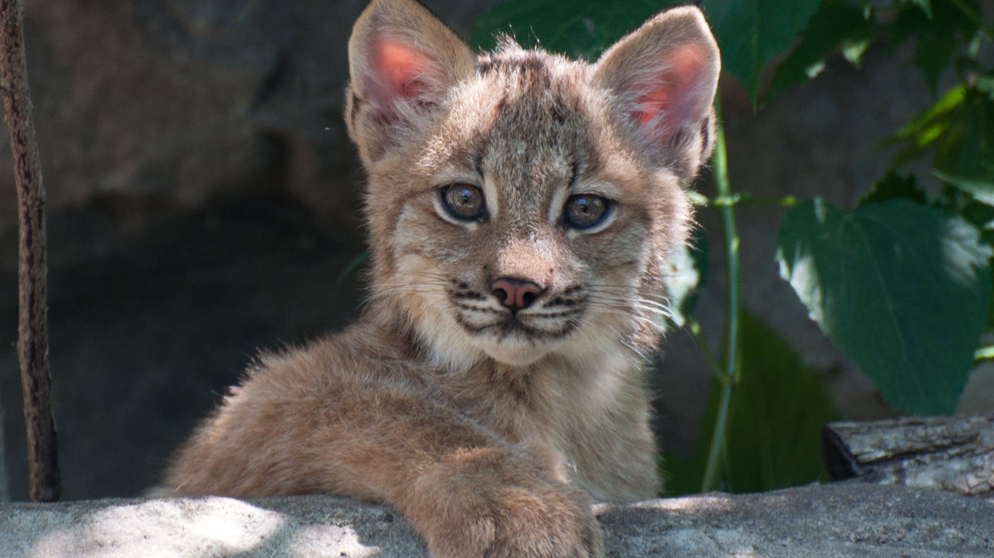 New lynx kittens introduced at the Minnesota Zoo | MPR News