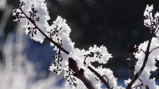 Interesting snowfall patterns emerge from Thursday's snow | MPR News