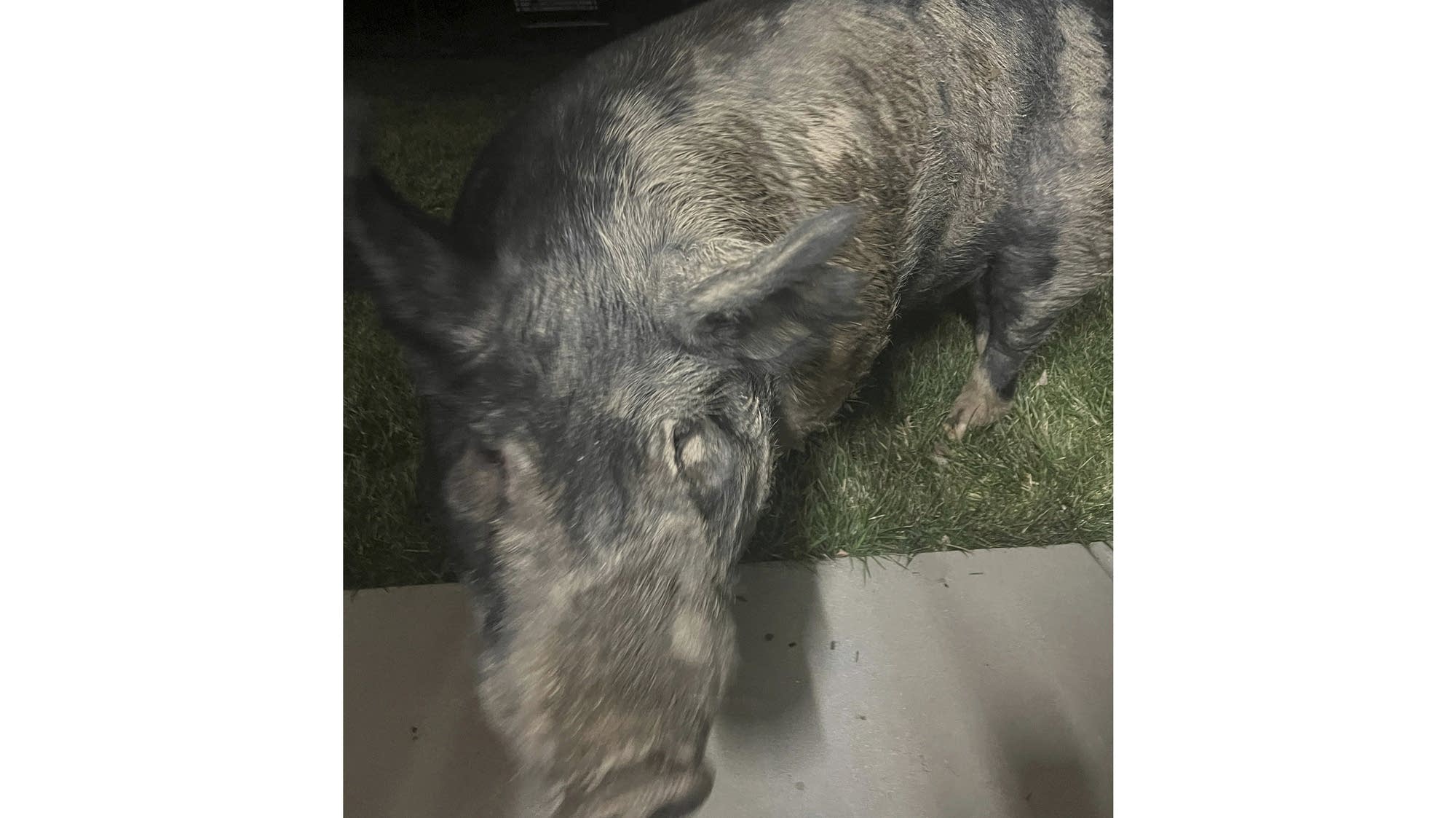 Wayward 450-pound pig named Kevin Bacon hams it up for home security ...