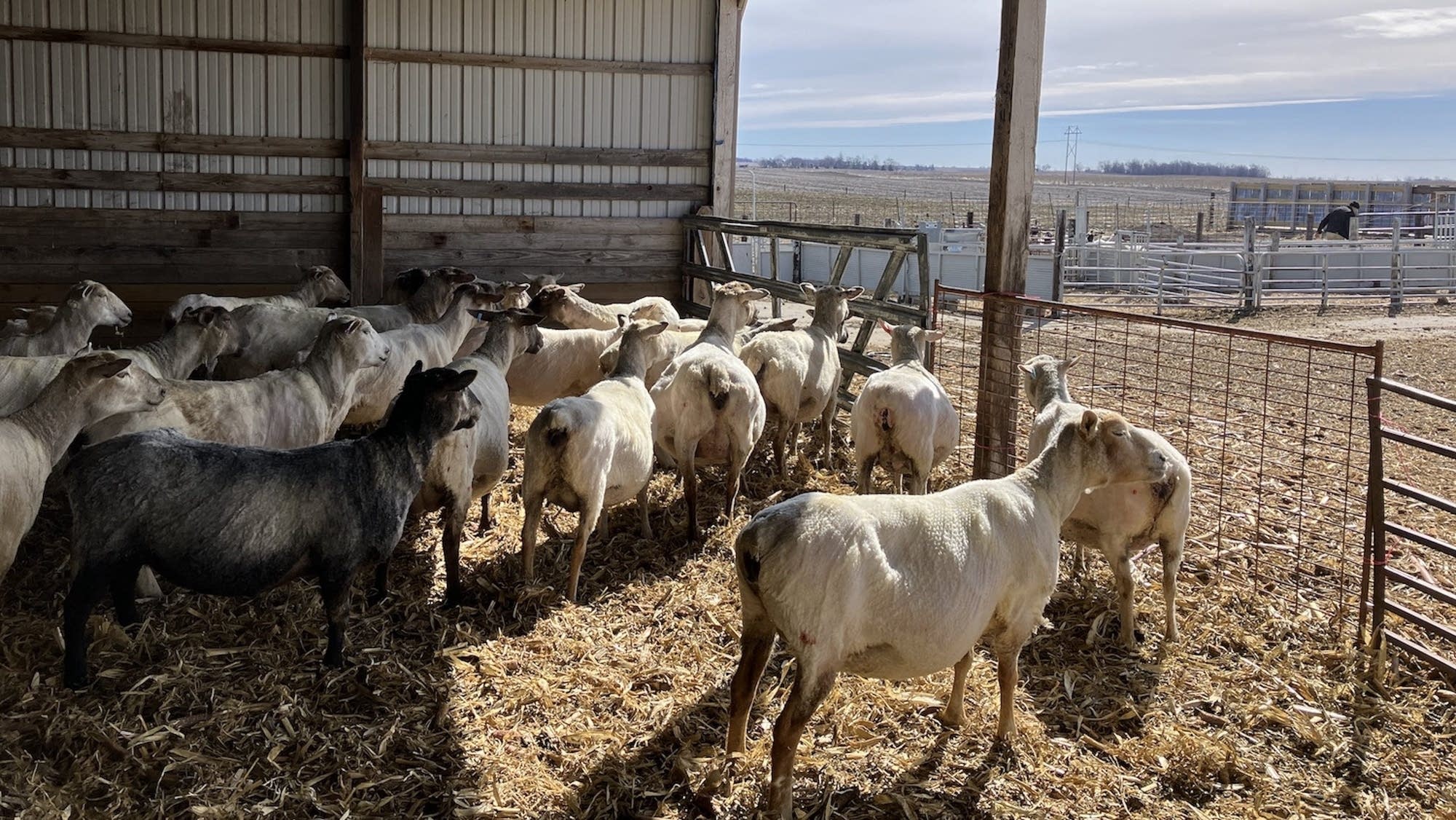 Low wool prices have some sheep producers pivoting - Marketplace