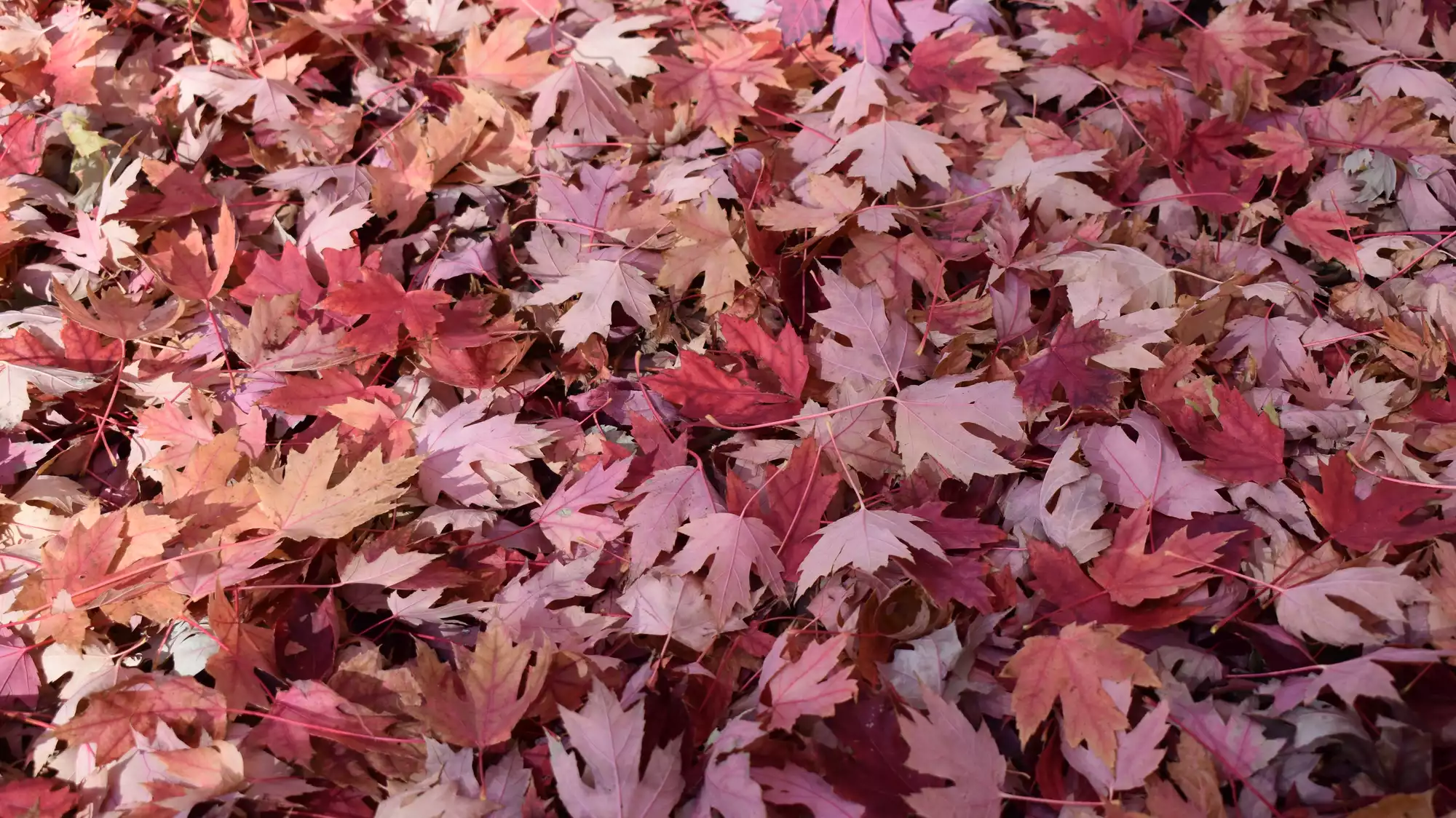 Chilly for several days; frost potential highest Monday and Tuesday ...