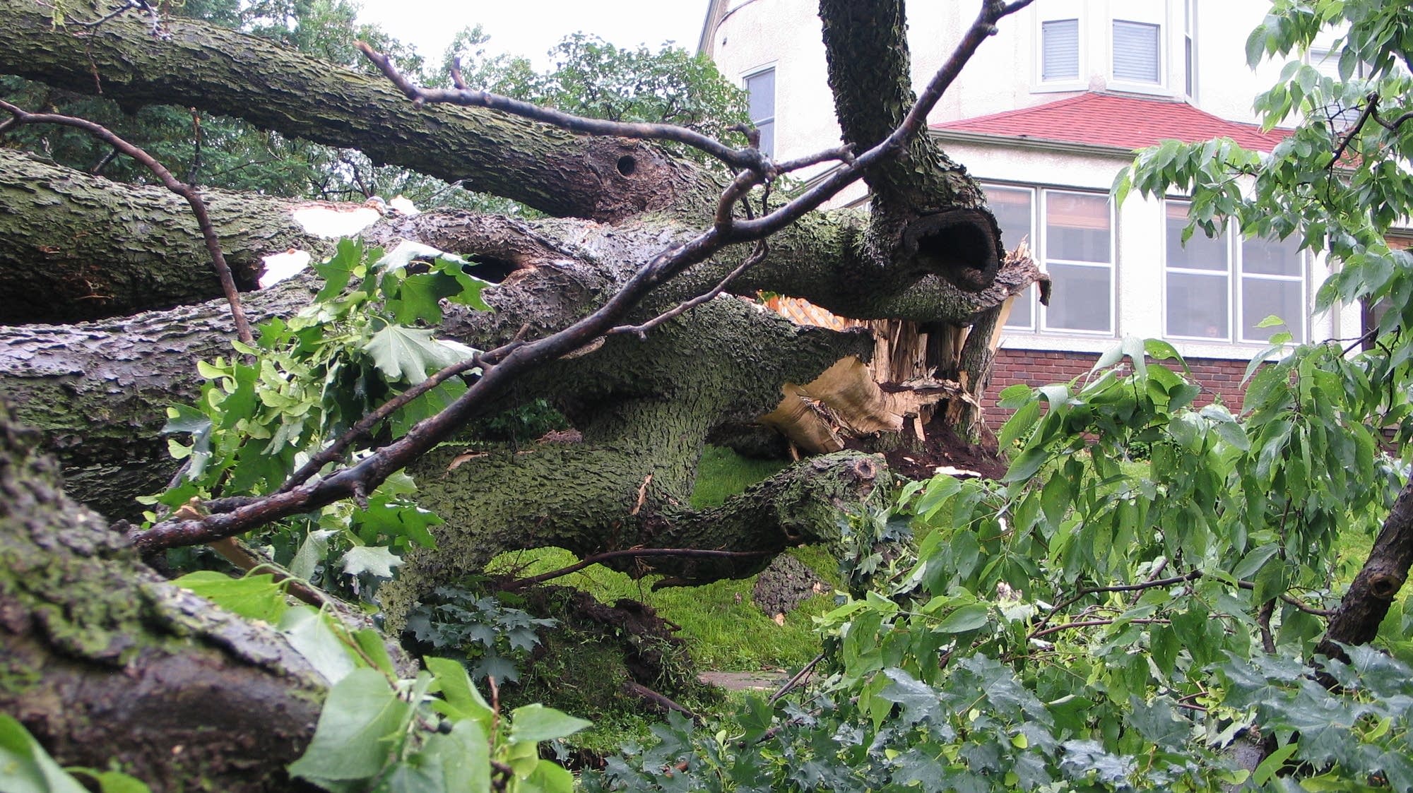 City reminds you to find a licensed contractor for downed trees | MPR News