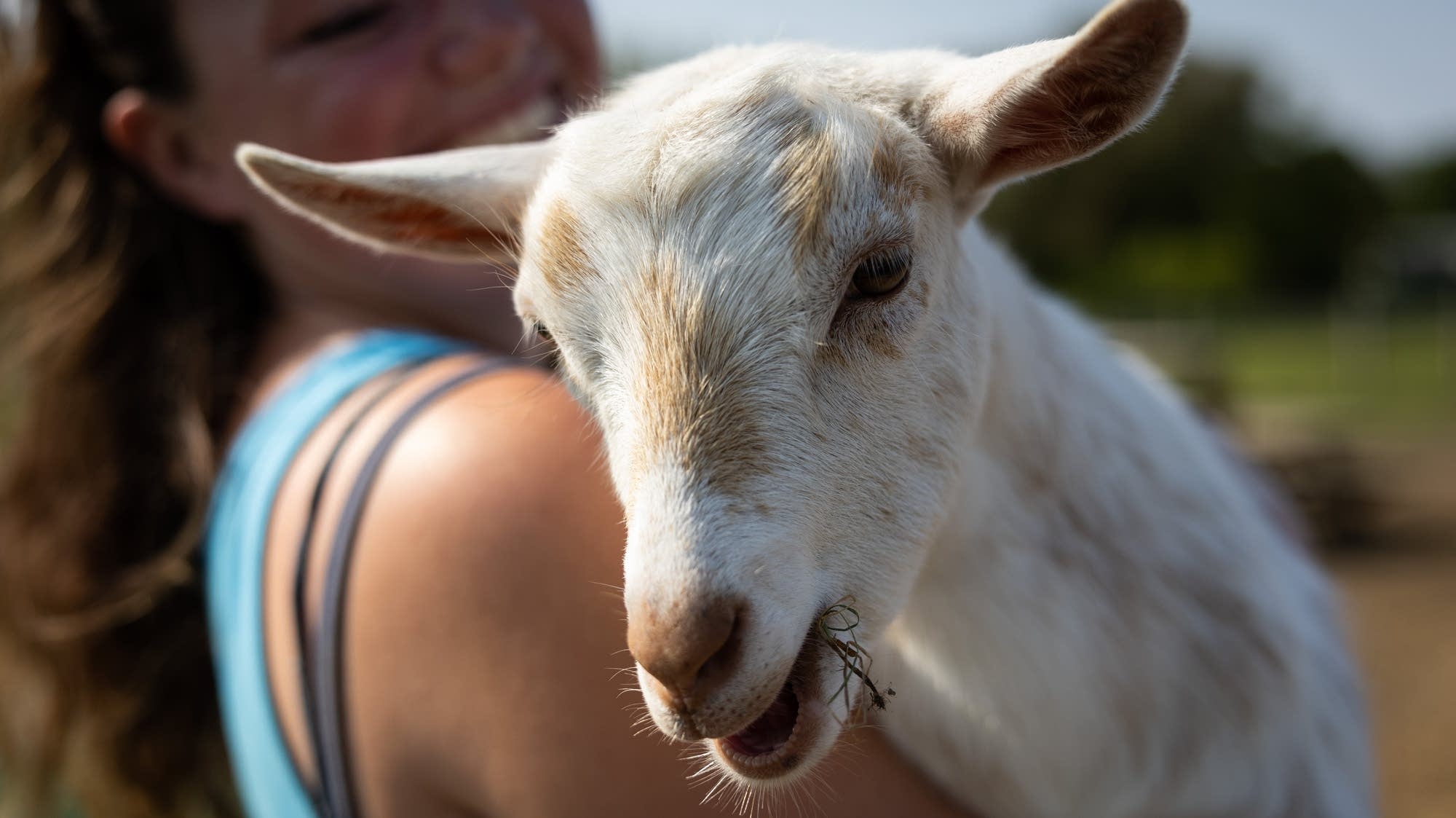 If you’re gonna keep a goat in St. Paul: What I learned about the mini ...