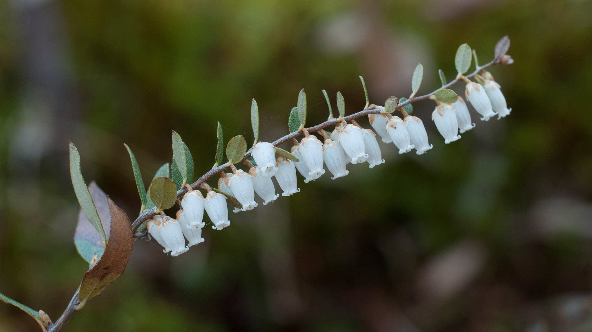 Bogs are a great place to see wildflowers | MPR News