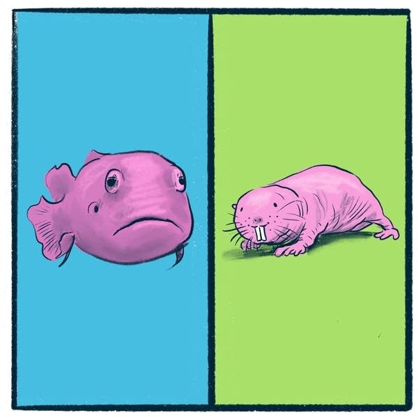 Fish Molly Memes