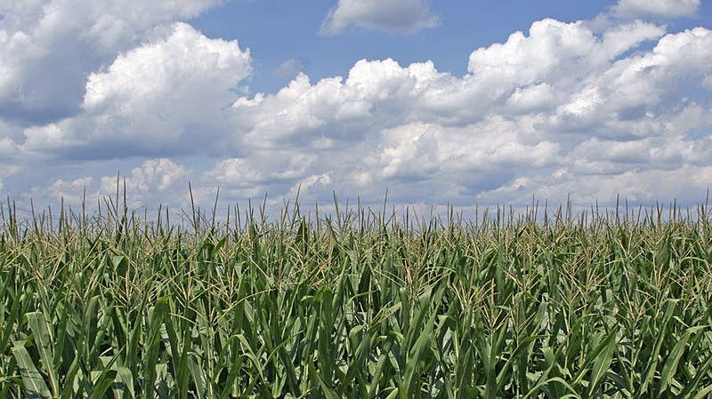 Why ‘corn sweat’ will turbo-charge this week’s heat wave | MPR News
