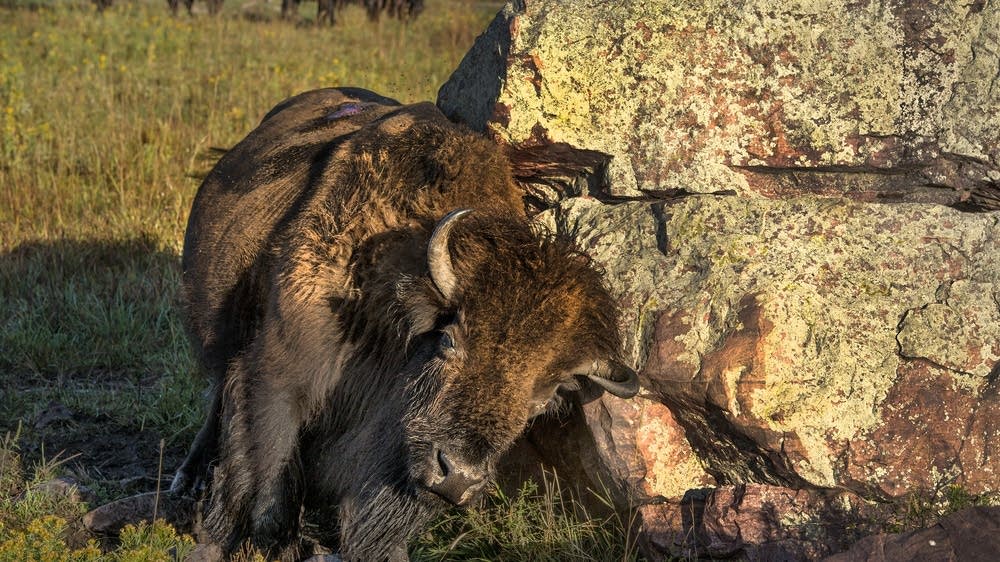 Roaming with the buffalo at Blue Mounds State Park | MPR News