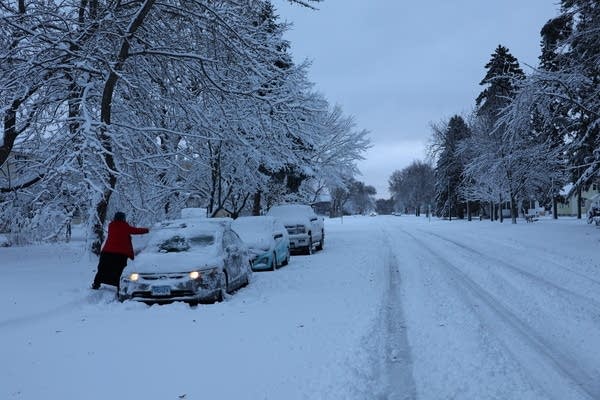 Man killed by falling tree as winter storm brings heavy snow, high winds to Minnesota | MPR News