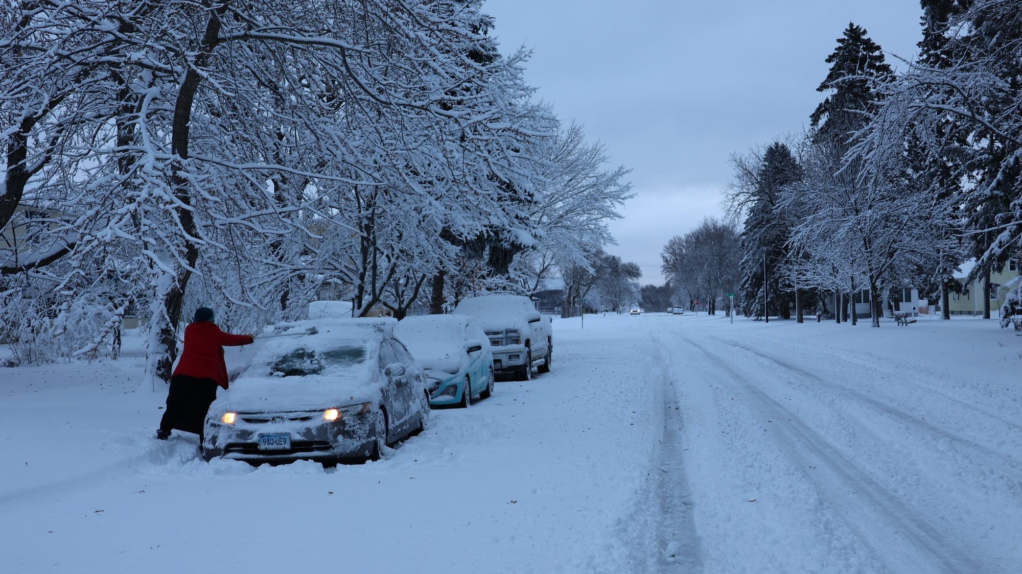 Man killed by falling tree as winter storm brings heavy snow, high winds to Minnesota | MPR News