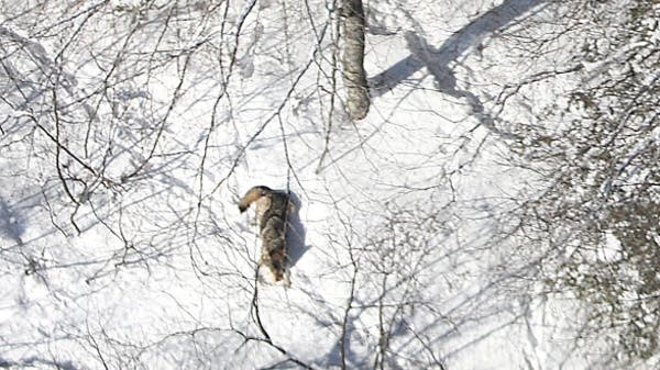 Should the Minnesota wolf hunt be contingent on a census? | MPR News