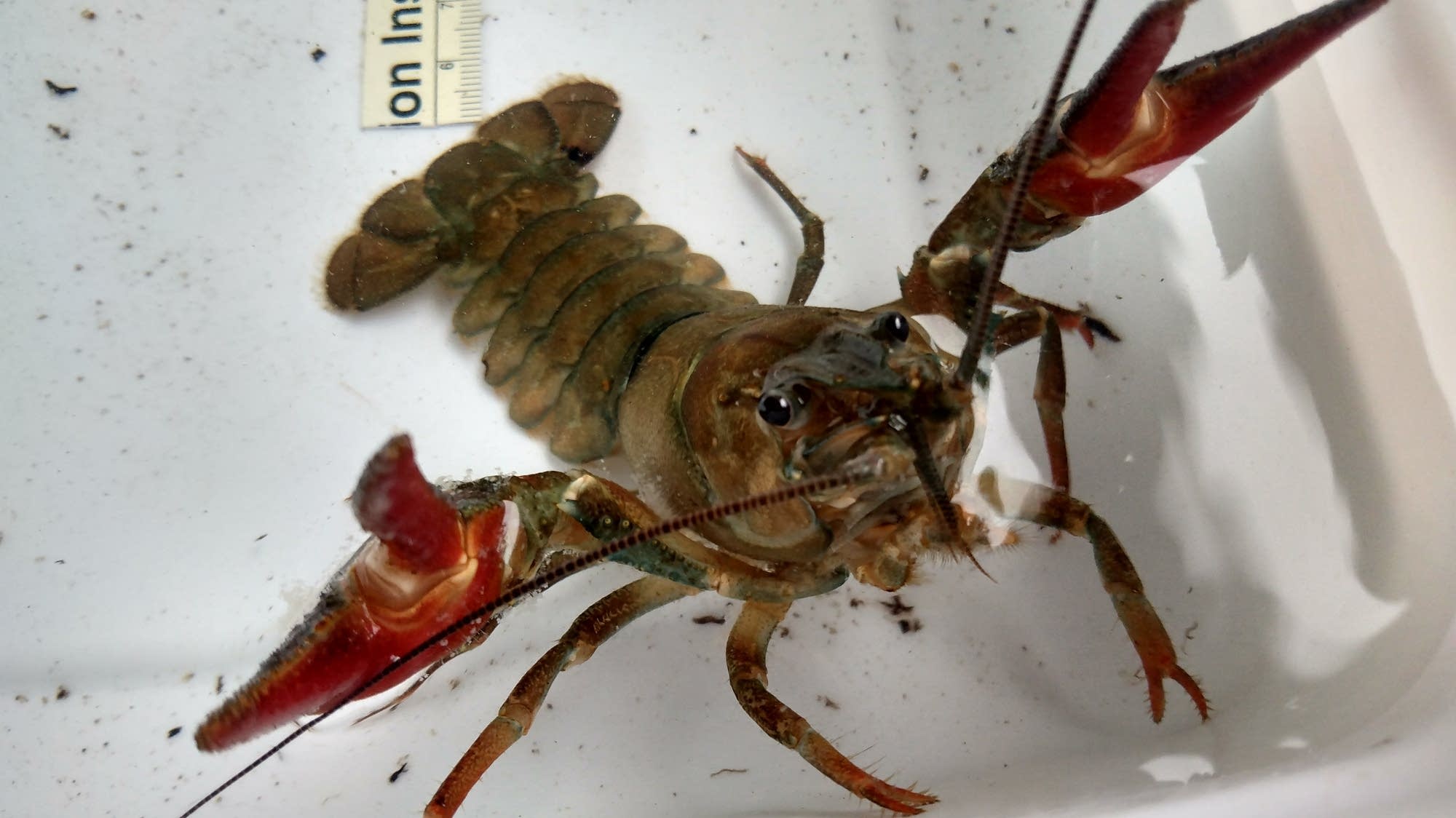 New invasive crayfish found in Minnesota lake | MPR News