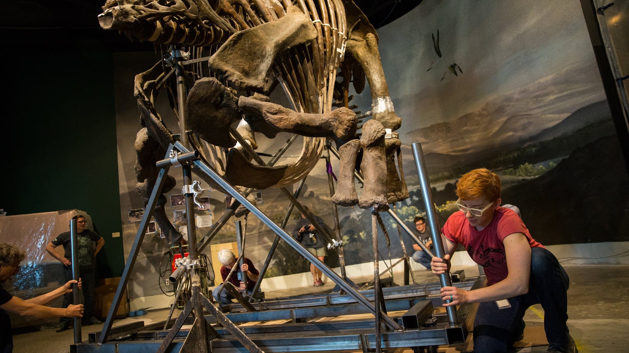 Triceratops on the move at Science Museum | MPR News