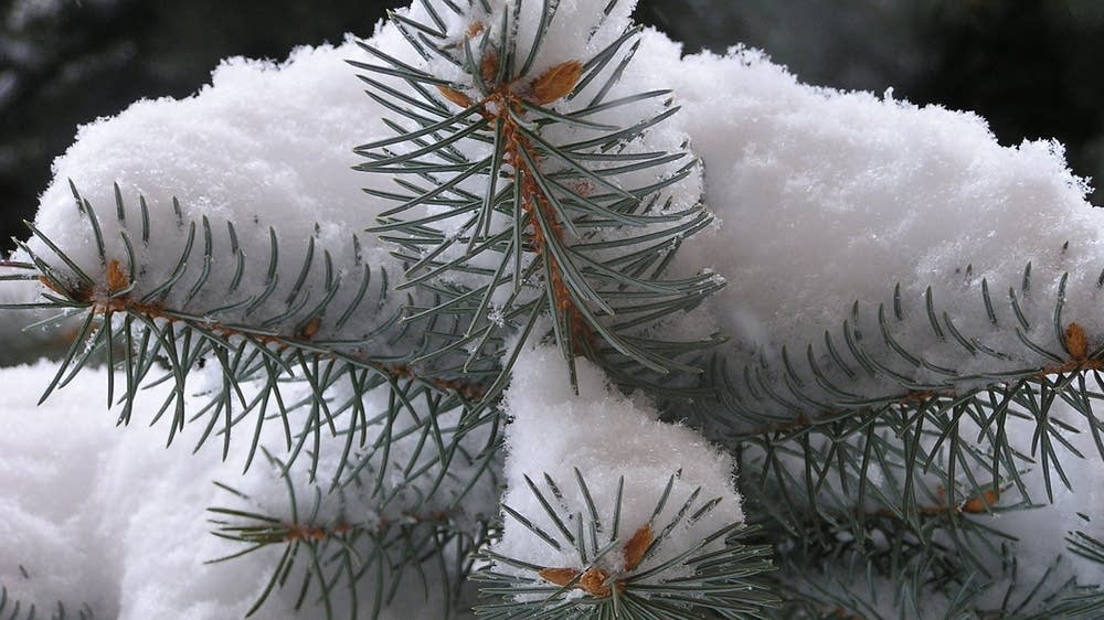 Wild, mild winter weather | MPR News