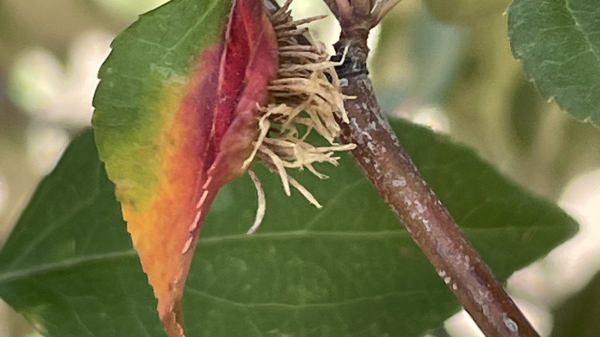 Fungal pathogen affecting apple trees found in Minnesota for first time ...