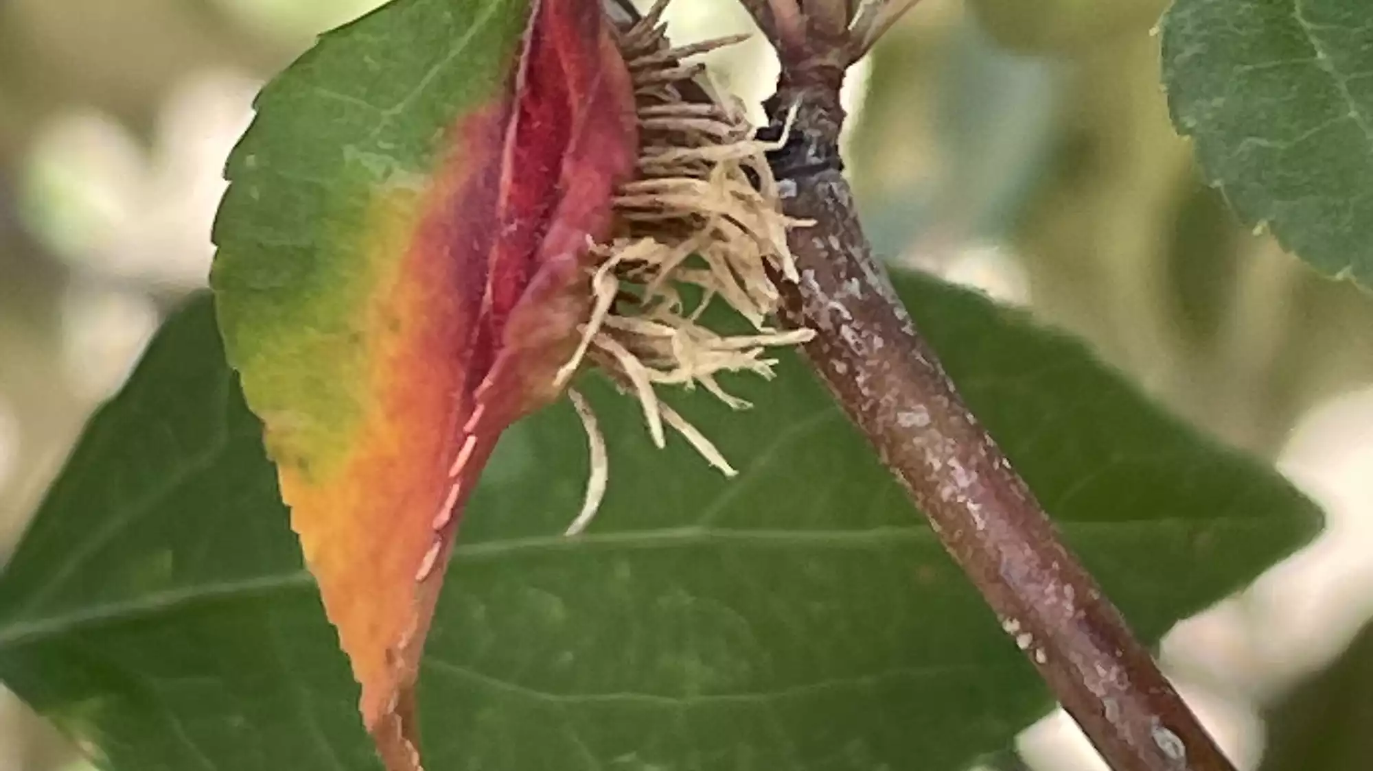 Fungal pathogen affecting apple trees found in Minnesota for first time ...