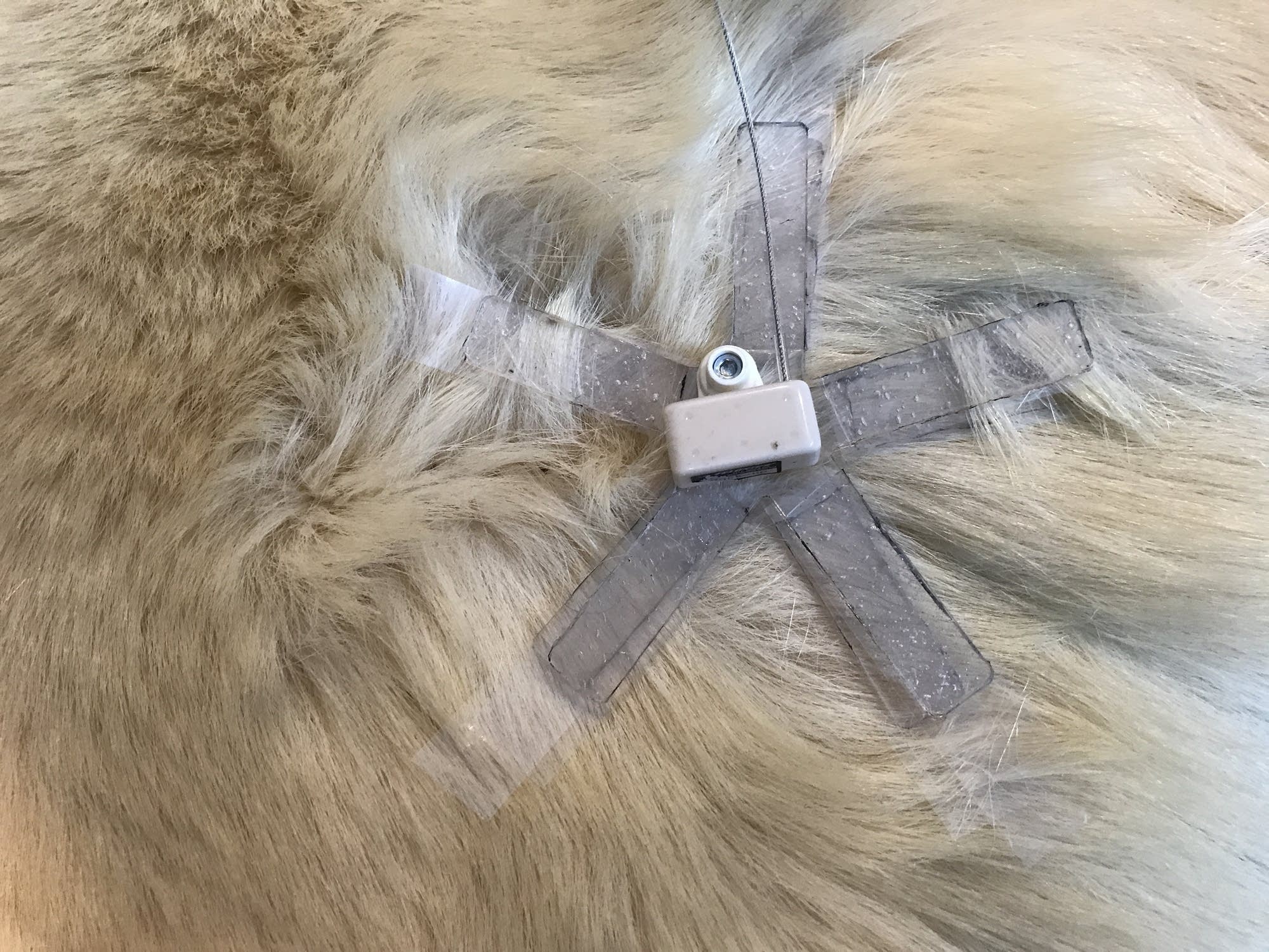 How do you stick a satellite tracker on a polar bear? Polar bear glue ...