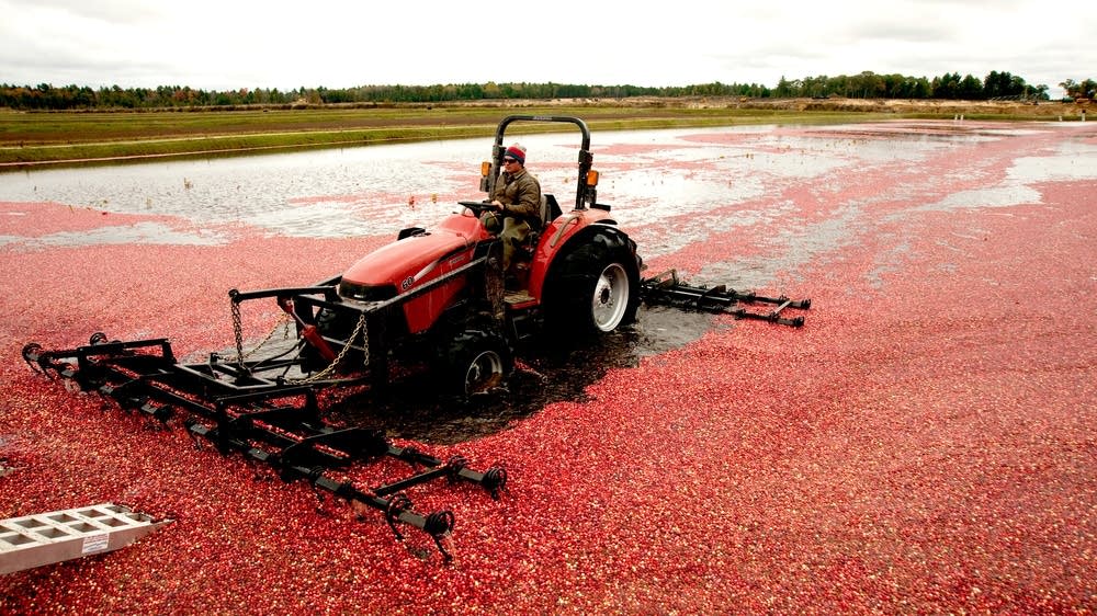 Cranberry farmers struggle as surplus drops prices | MPR News