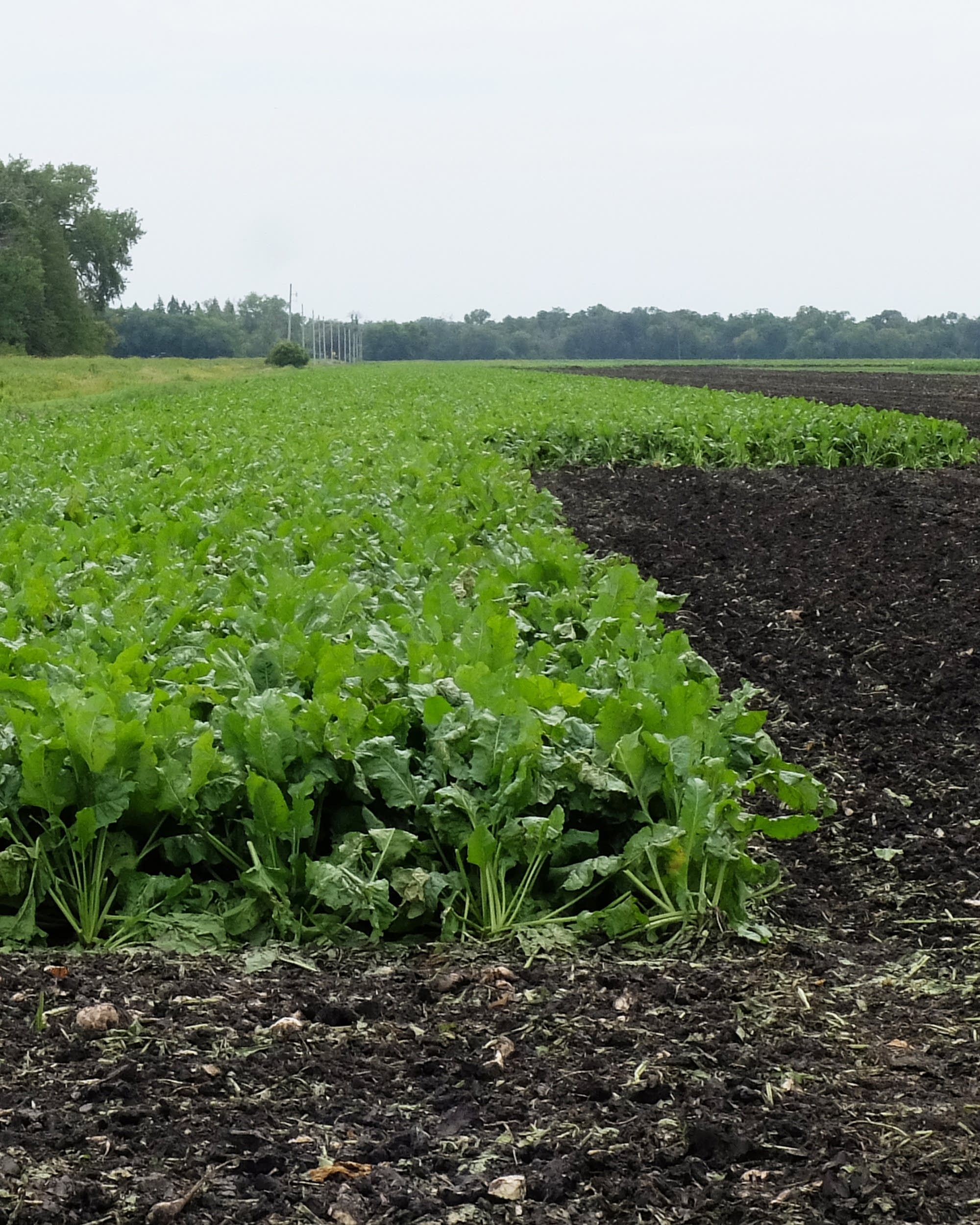 Sugar Beet Field