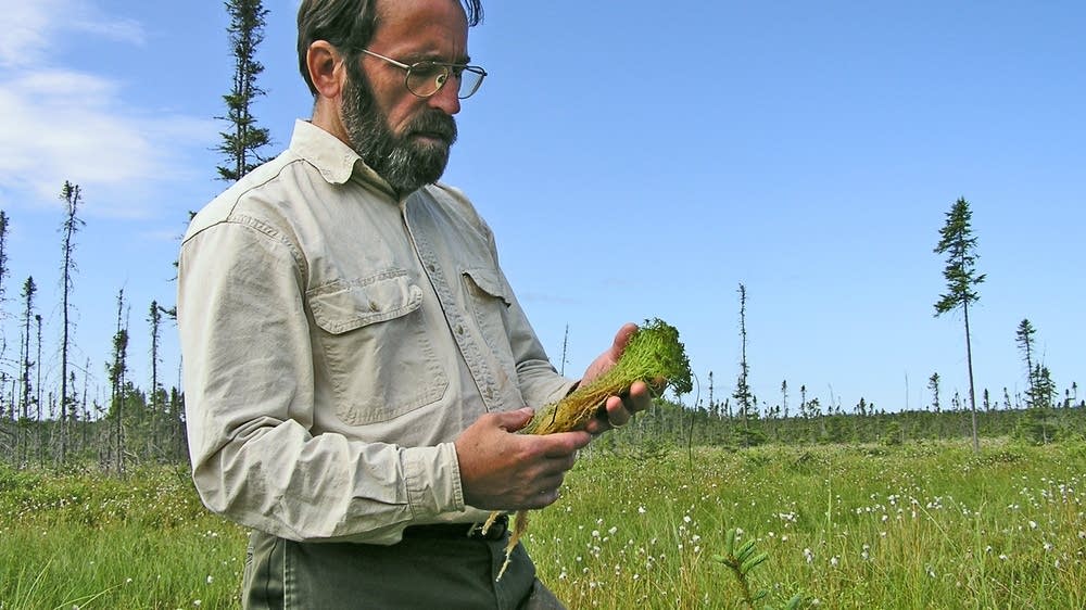 Forest experiments track causes and effects of global warming | MPR News