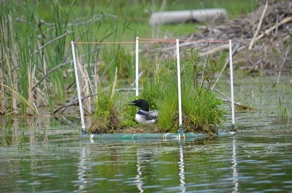 DNR studying human-made platforms loons can nest in | MPR News