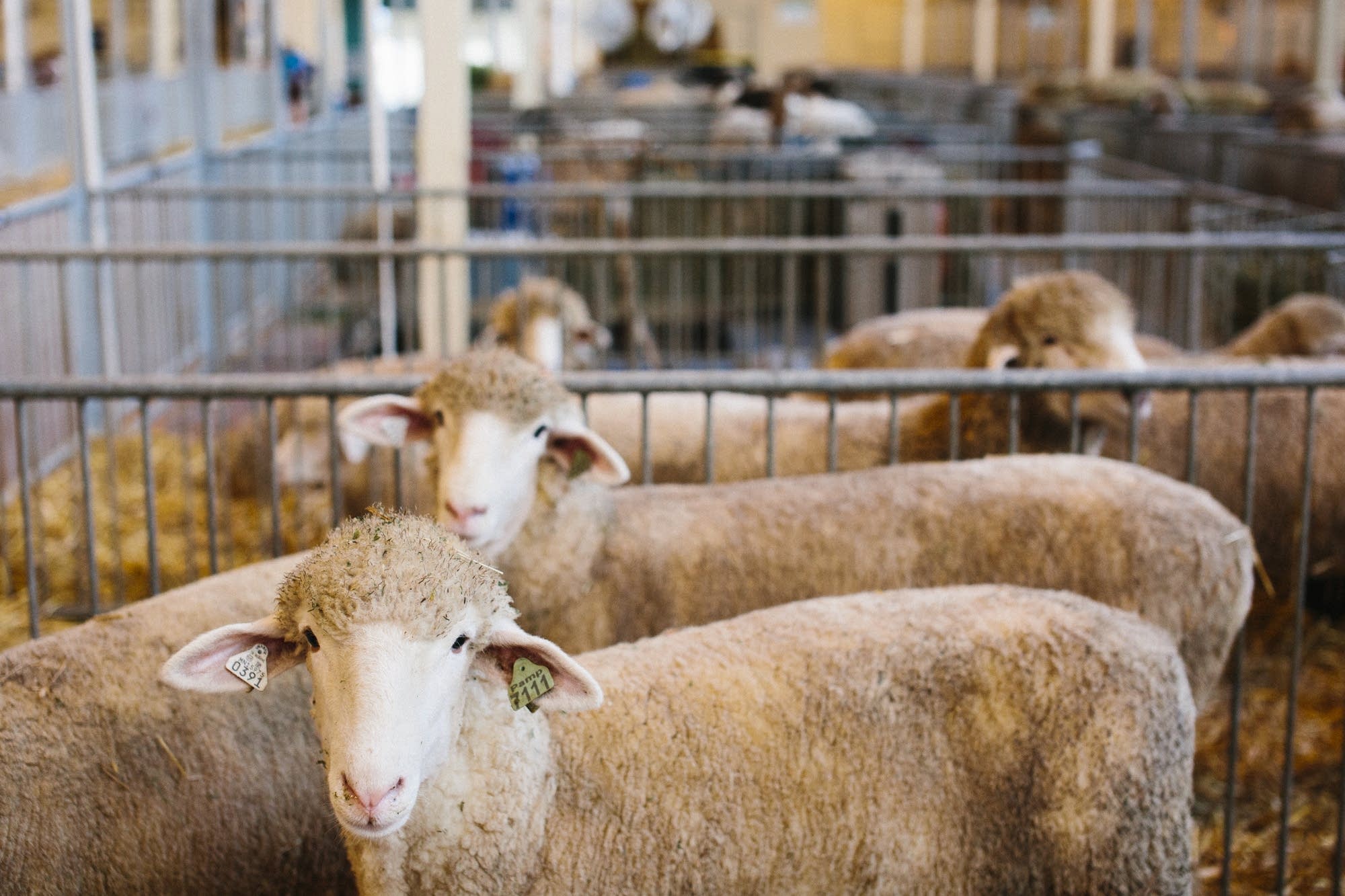 Photos: Sheep, jump-roping dogs and fried food? It's State Fair time ...