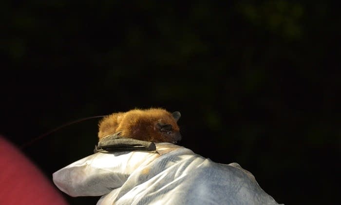 Researchers find new bat species in Wisconsin | MPR News