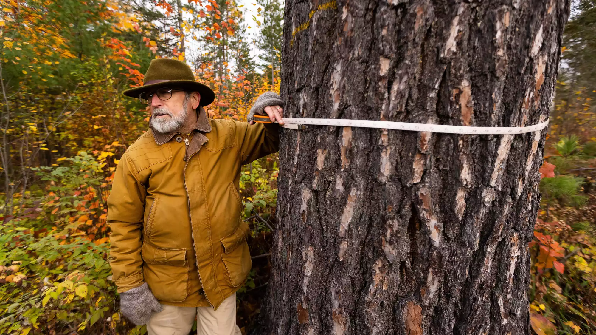Planting 'climate-smart' trees from the south to save forests up north ...