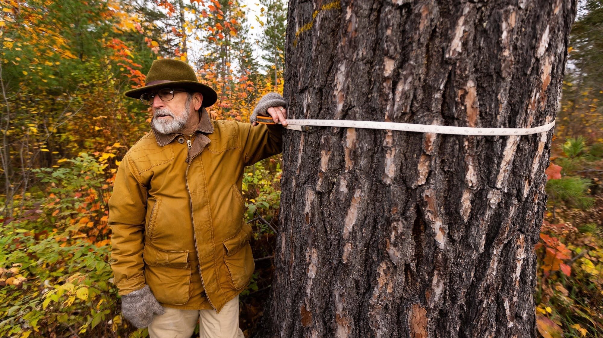 Planting 'climate-smart' trees from the south to save forests up north ...