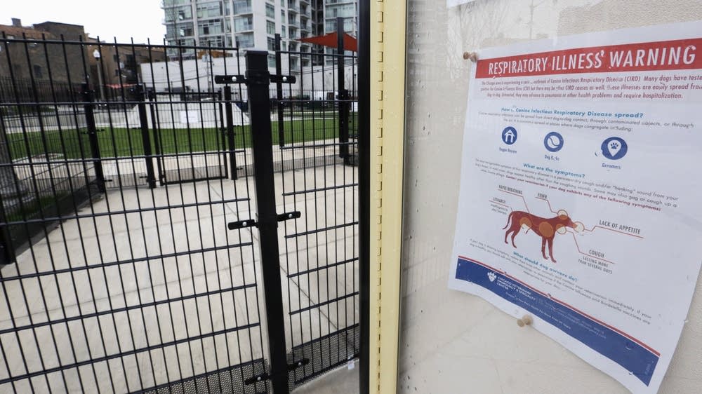 Midwest dog flu outbreak gained foothold at urban doggie day cares ...