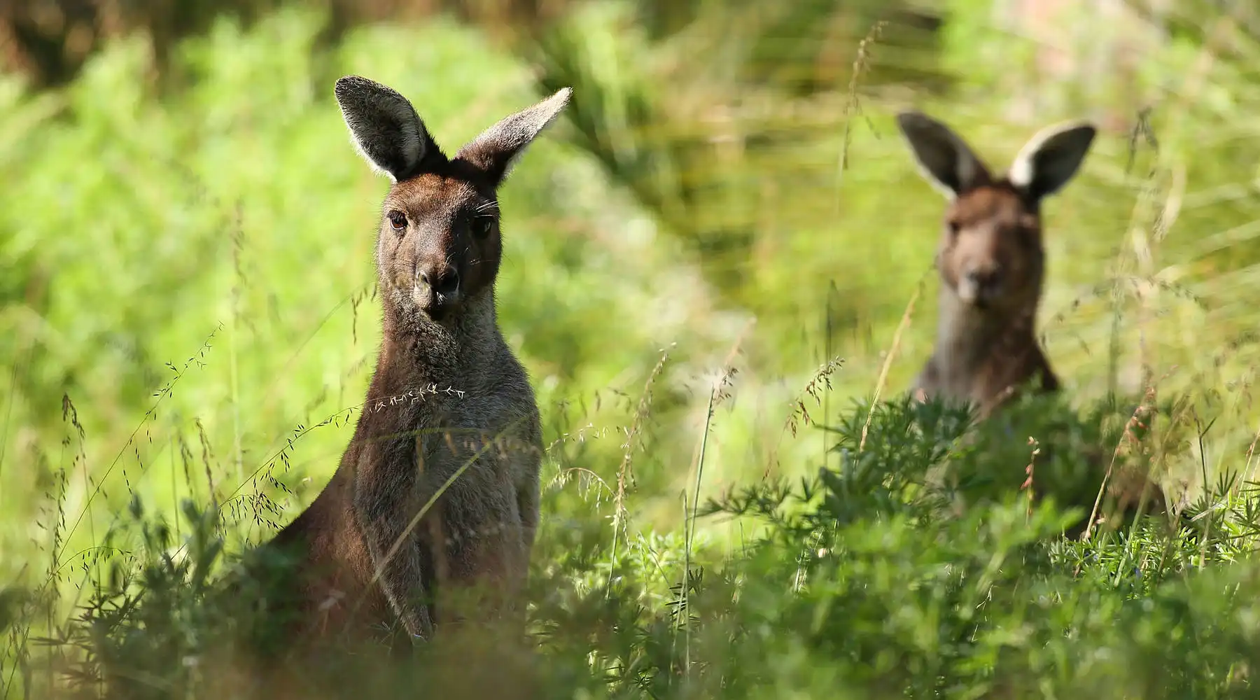 Driverless cars can’t figure out kangaroos