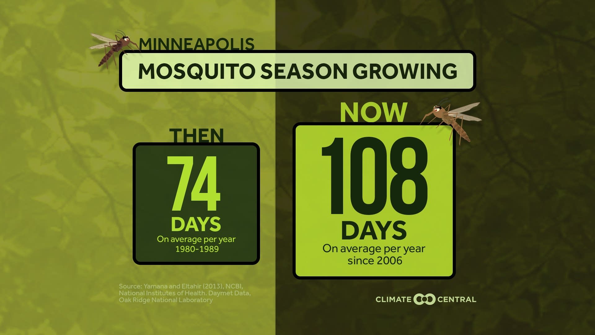 Minnesota’s mosquito season a month longer due to climate change | MPR News