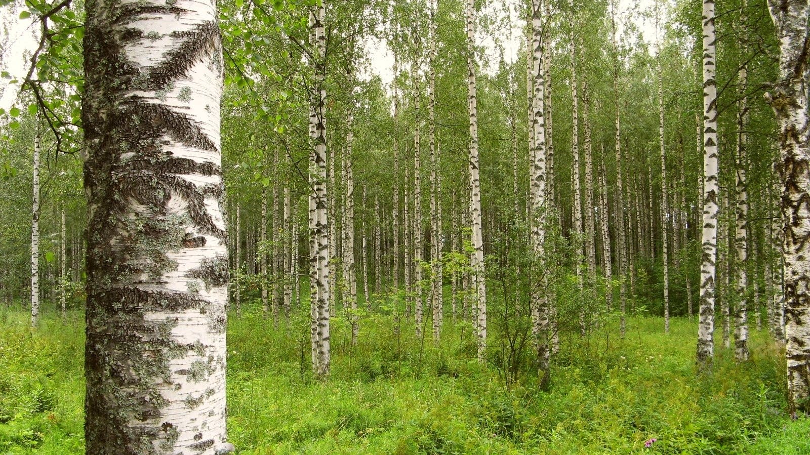 Marc Mellits: Splinters