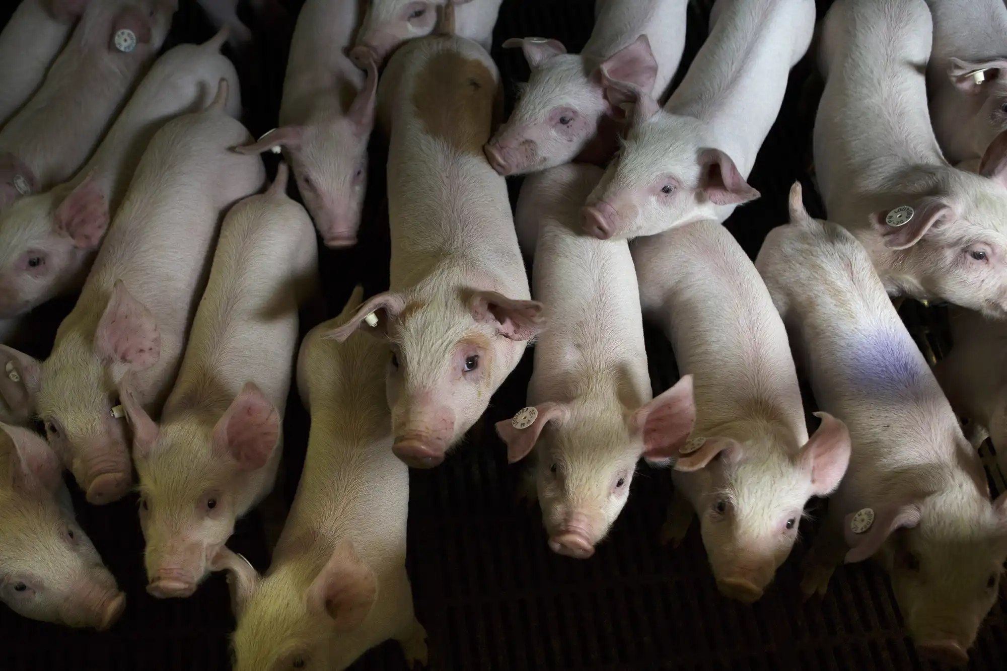 Why pork prices are driving Chinese inflation