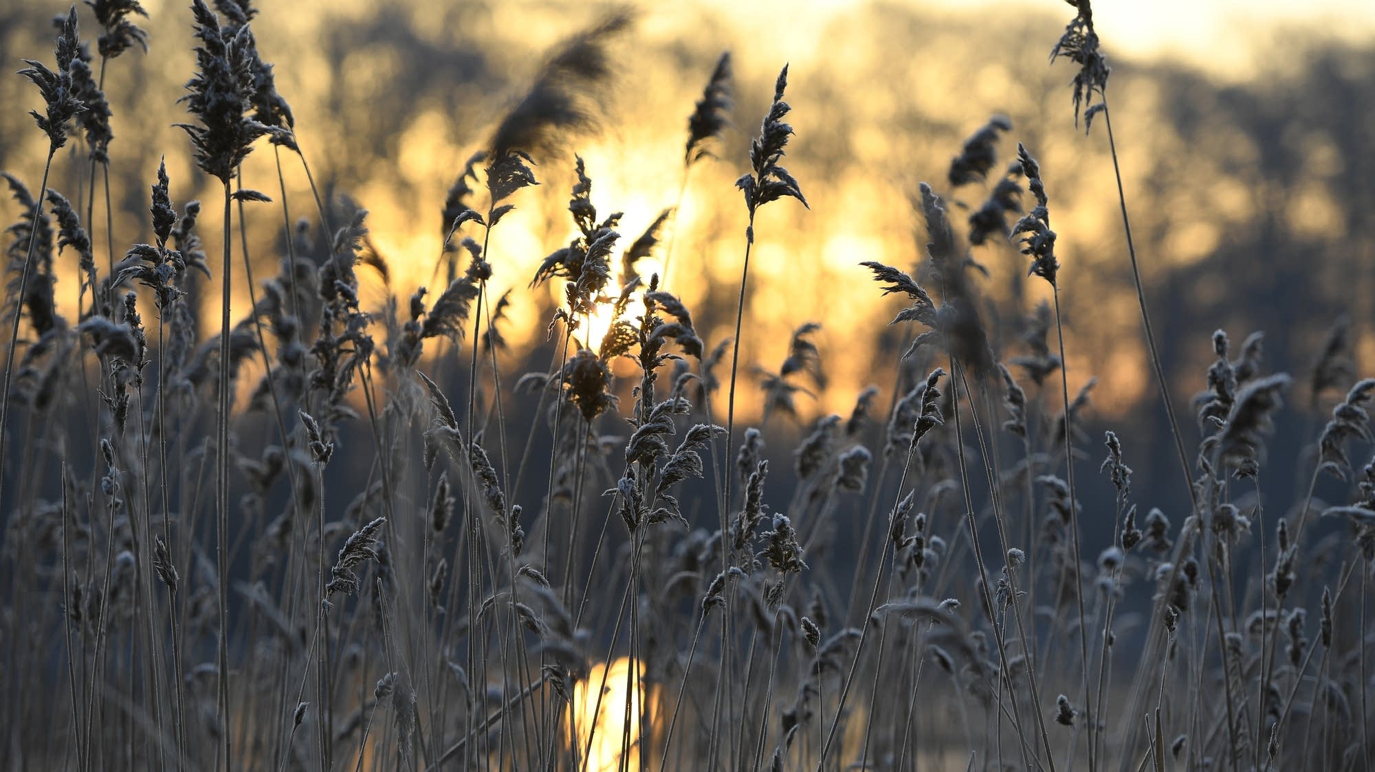 Scientists say there's still time to save Minnesota from invasive ...