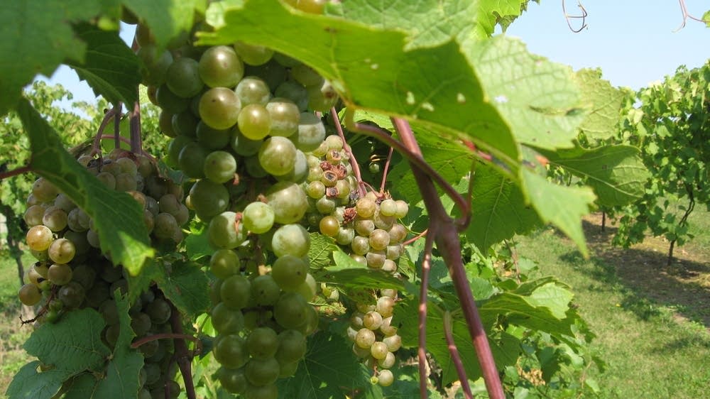 Cold-climate wine gets its day in the sun | MPR News